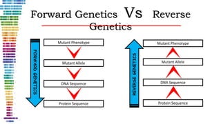 Reverse genetics | PPTX