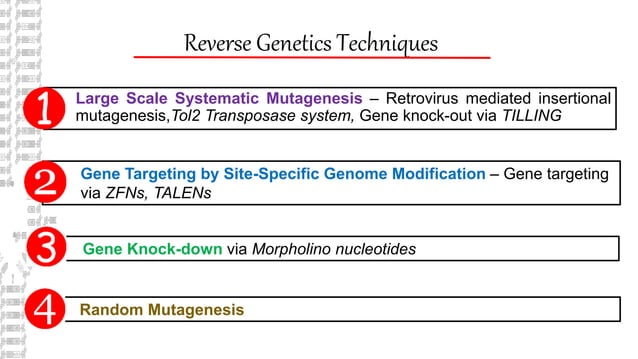 Reverse genetics | PPTX | Genetics | Science