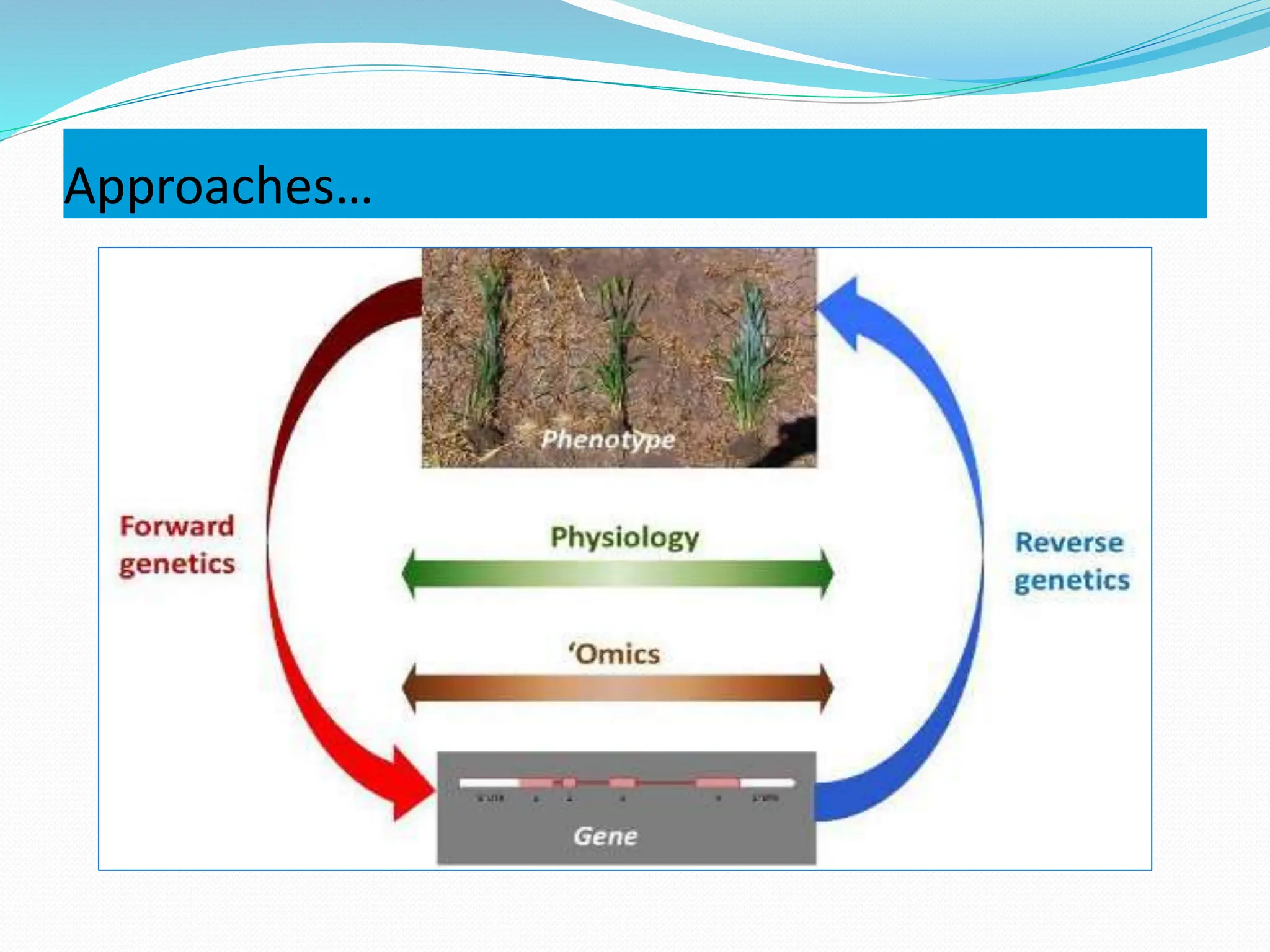 Reverse genetics Approaches in Crop.pptx