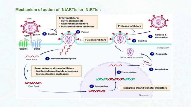 Reverse Transcriptase Inhibitors And Their Resistance Pptx Genetics Science