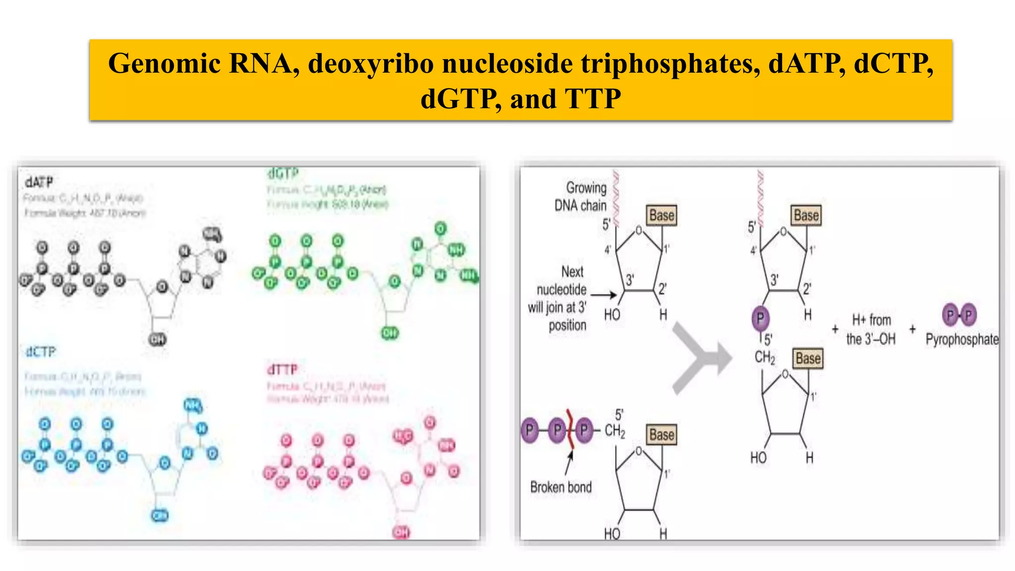 Reverse Transcriptase New Project.pptx