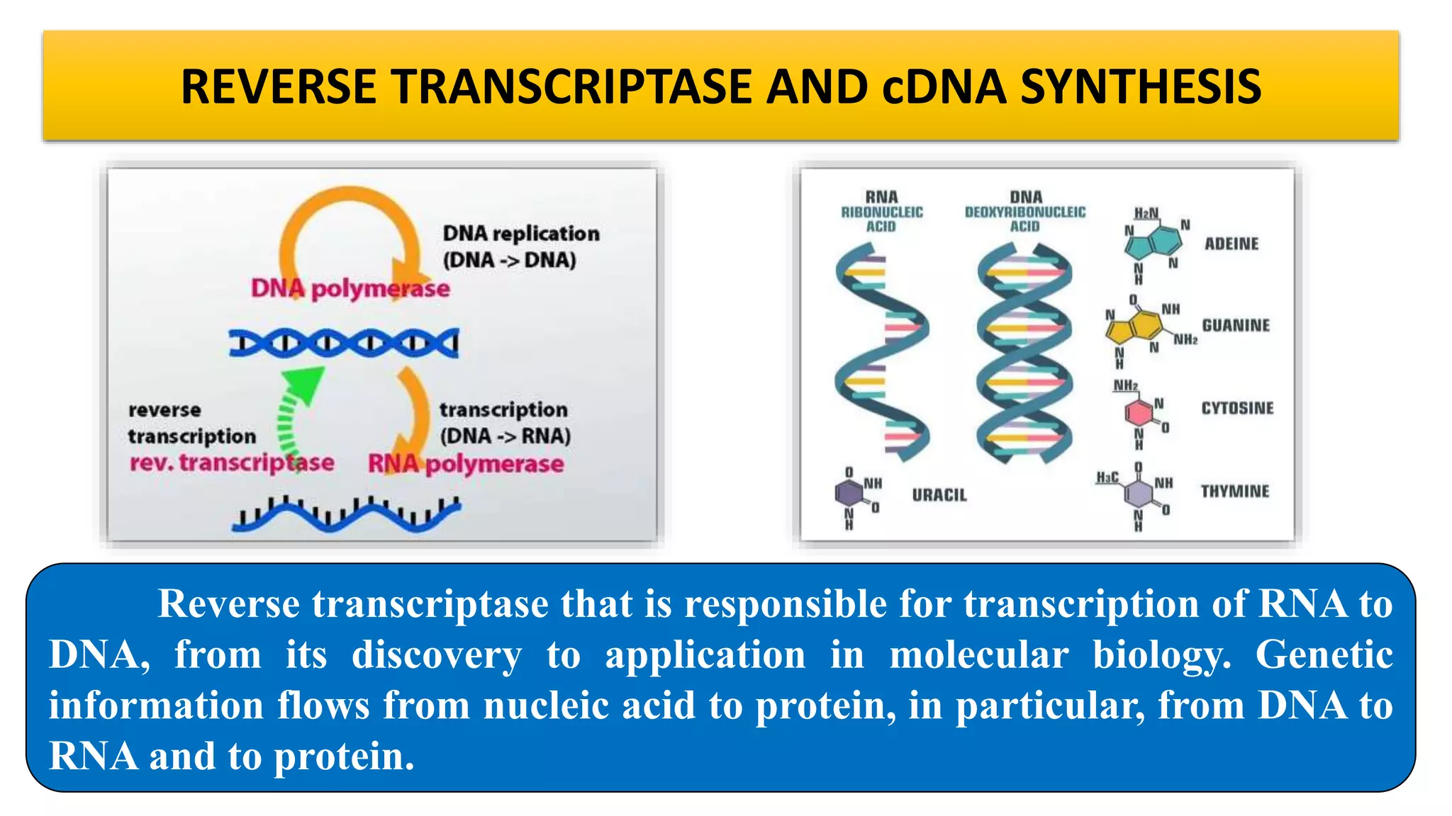 Reverse Transcriptase New Project.pptx