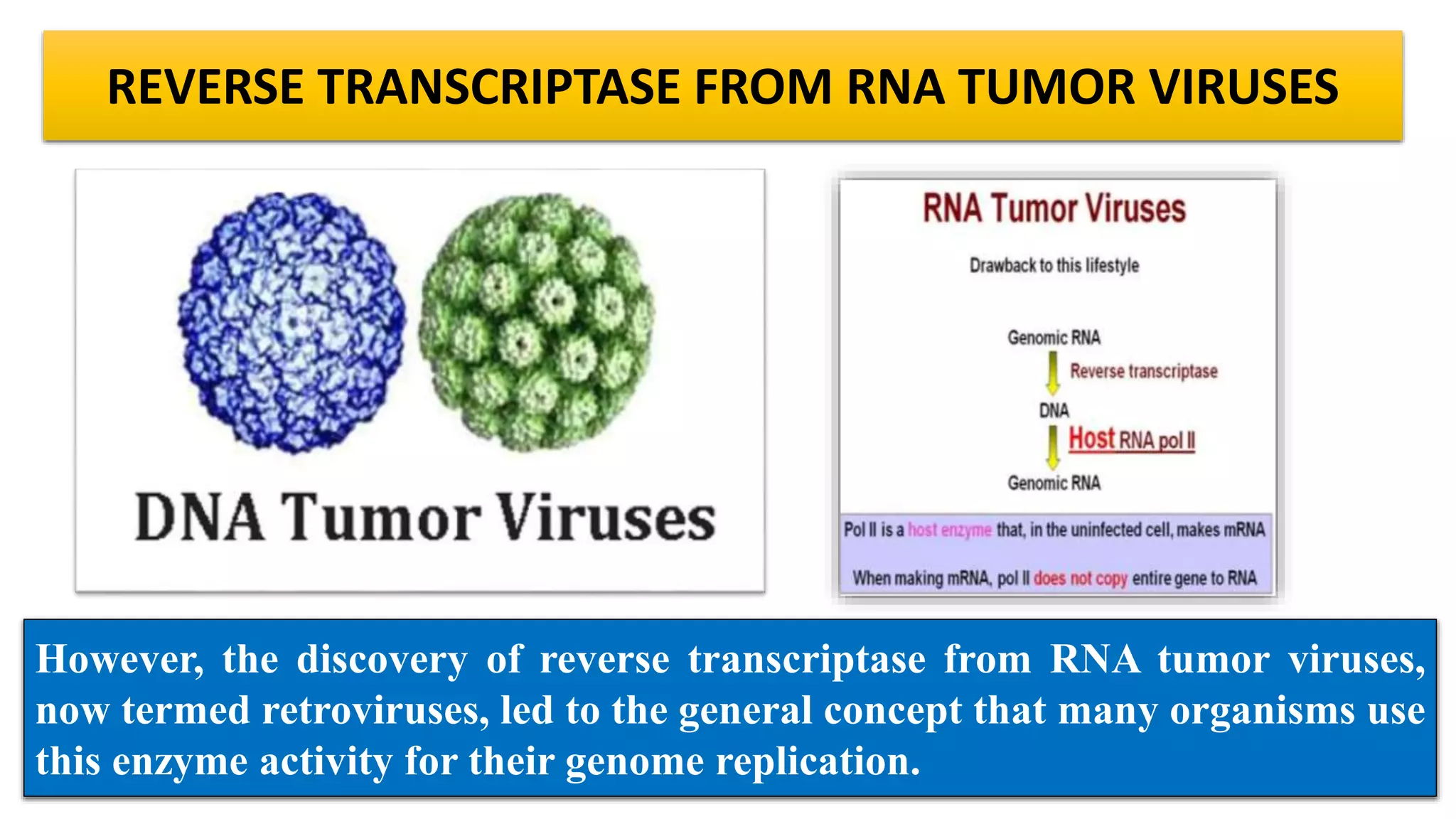 Reverse Transcriptase New Project.pptx