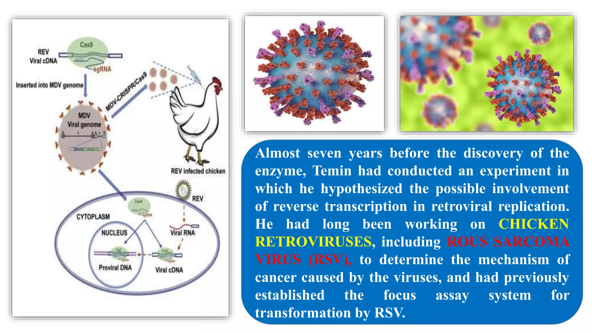 Reverse Transcriptase New Project.pptx