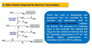 Reverse Transcriptase New Project.pptx
