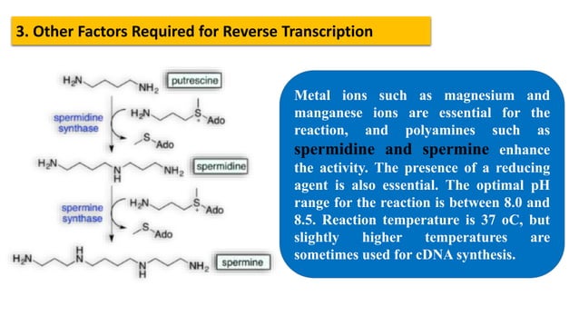 Reverse Transcriptase New Project.pptx