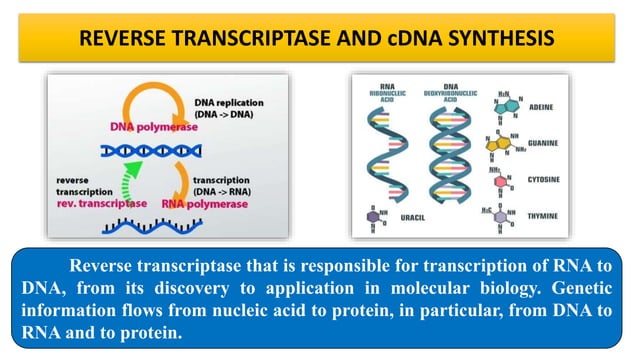 Reverse Transcriptase New Project.pptx