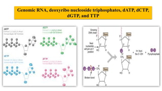 Reverse Transcriptase New Project.pptx