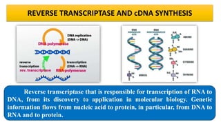 Reverse Transcriptase New Project.pptx