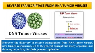 Reverse Transcriptase New Project.pptx