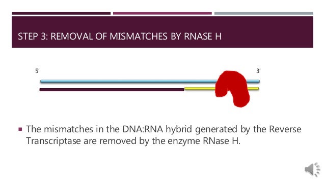 Reverse Transcription of RNA
