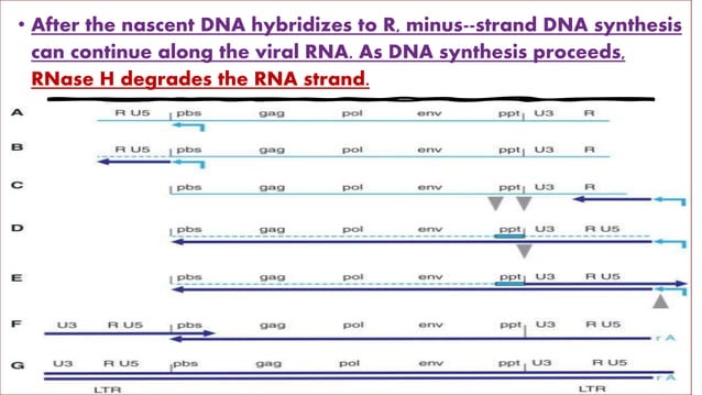 Reverse transcription of hiv 1 .. | PPT