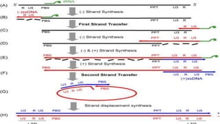 Reverse transcription of hiv 1 .. | PPTX