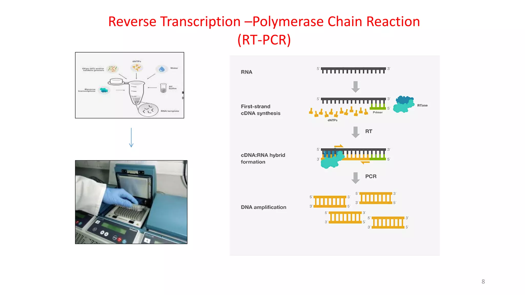 Reverse Transcription PCR | PPT