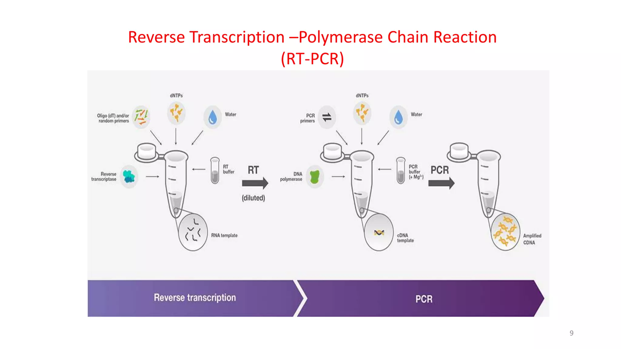 Reverse Transcription PCR | PPT