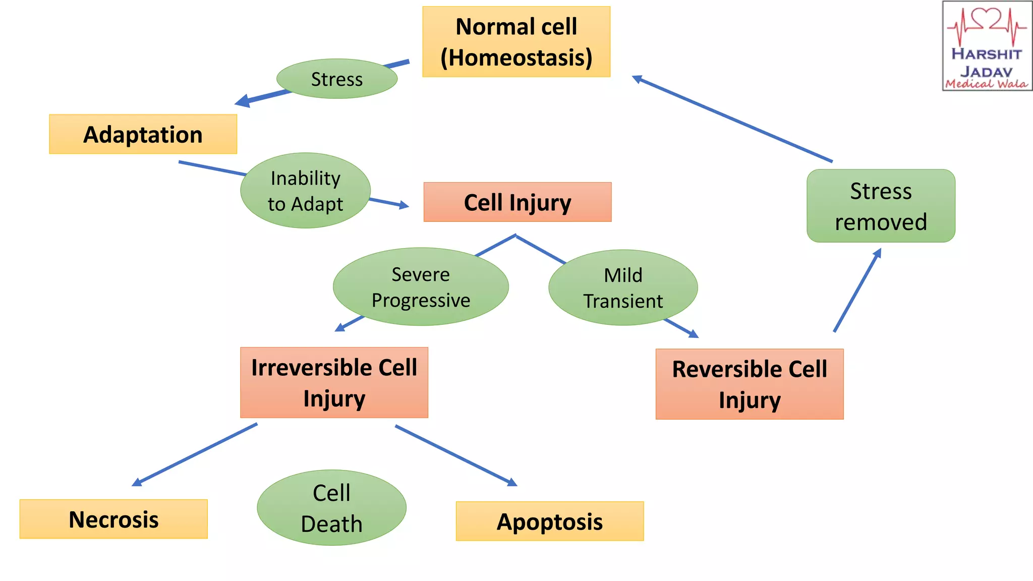Reversible cell injury I Pathology | PPTX