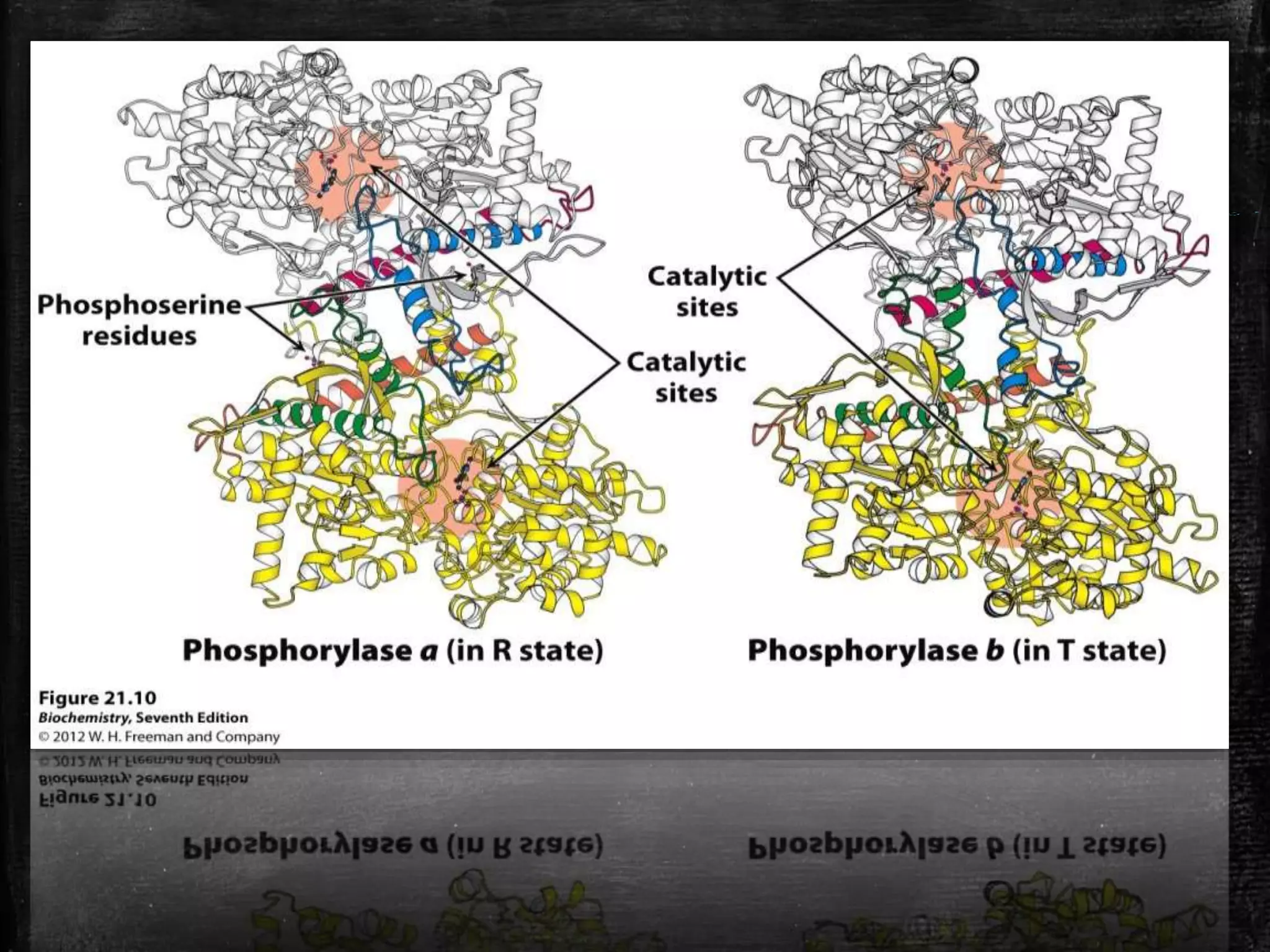 Reversible covalent modification | PPTX