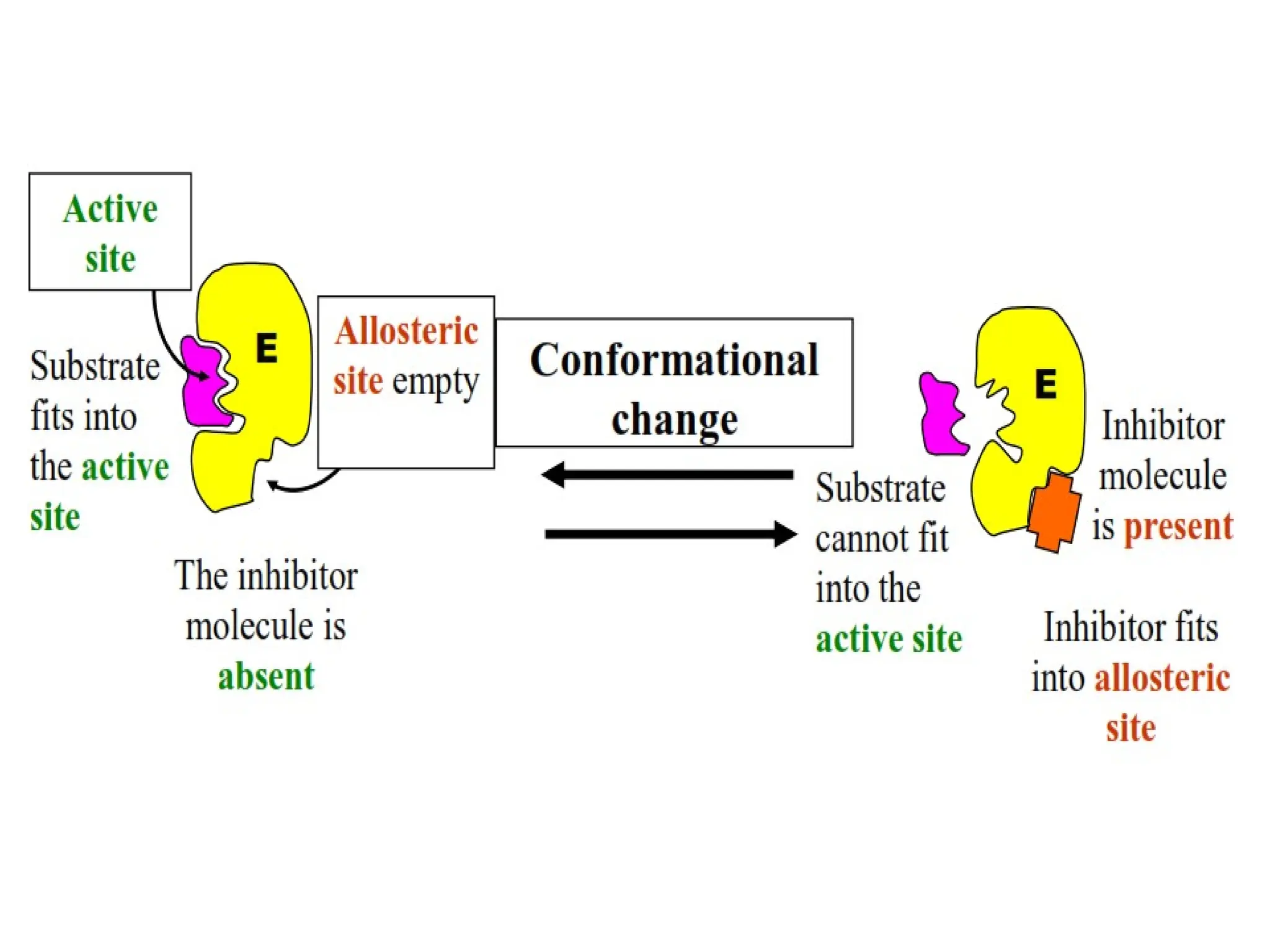 Reversible, irreversible and allosteric Enzyme Inhibition.ppt