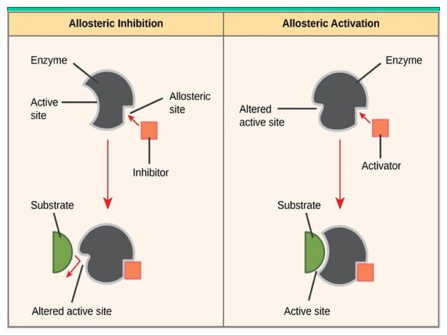 Reversible, irreversible and allosteric Enzyme Inhibition.ppt