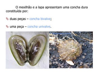 Revestimento 5º ano | PPT