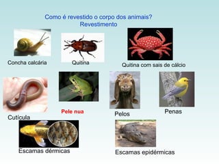 Revestimento dos animais 5º ano | PPT