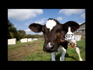 Revette Agricultural | PDF