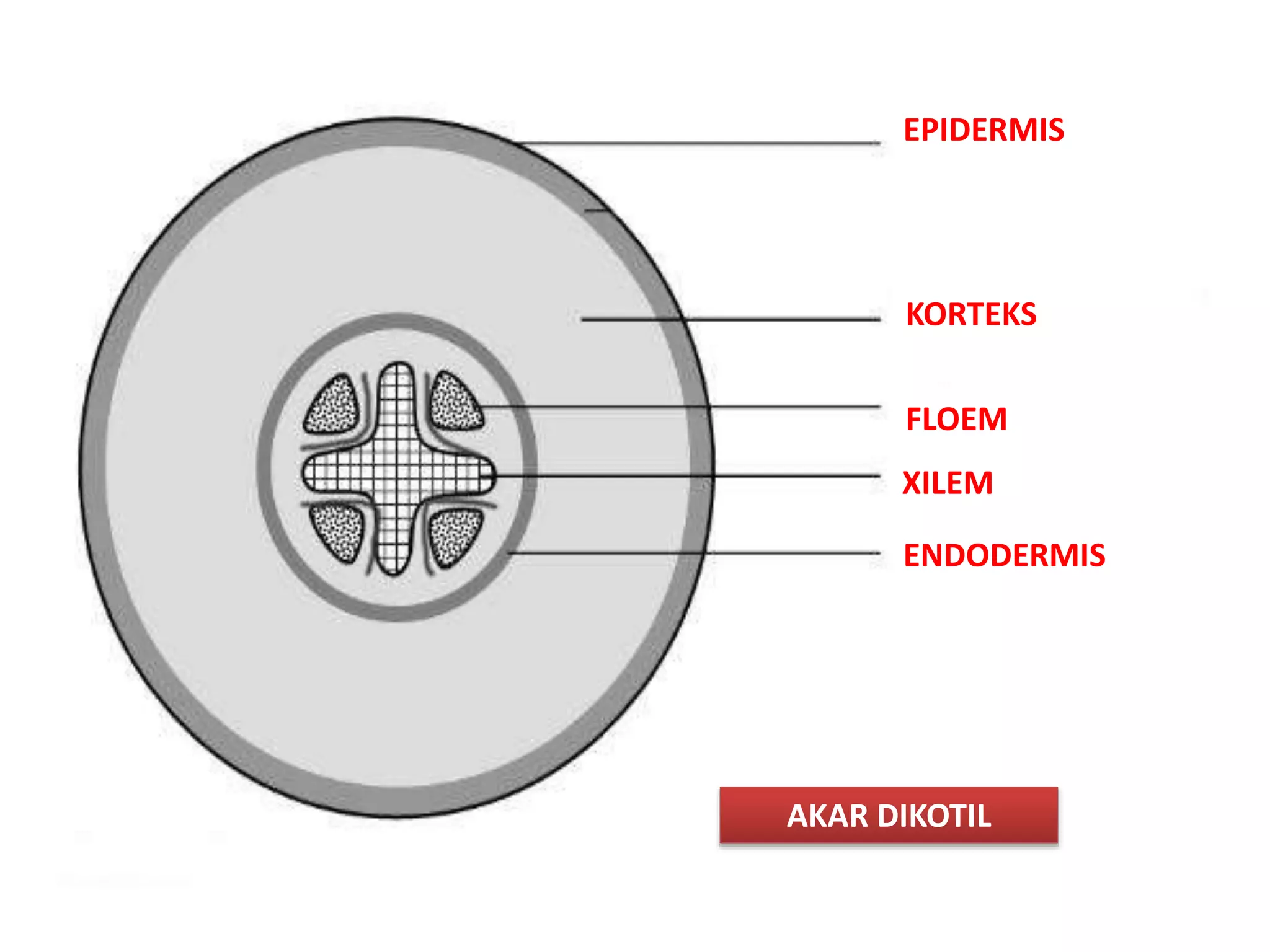 Review AKAR & BATANG | PPTX