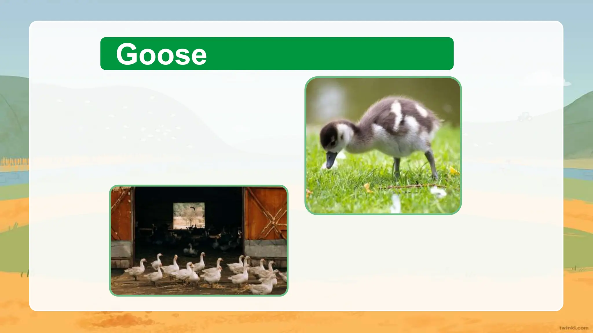 review 6 animals.pptxhttps://quizlet.com/867169850/fabm-2-types-of-bank ...