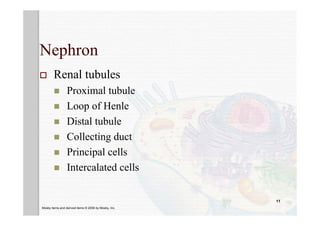 Review Anatomy And Physiology Kidney | PDF