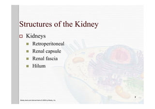 Review Anatomy And Physiology Kidney | PDF