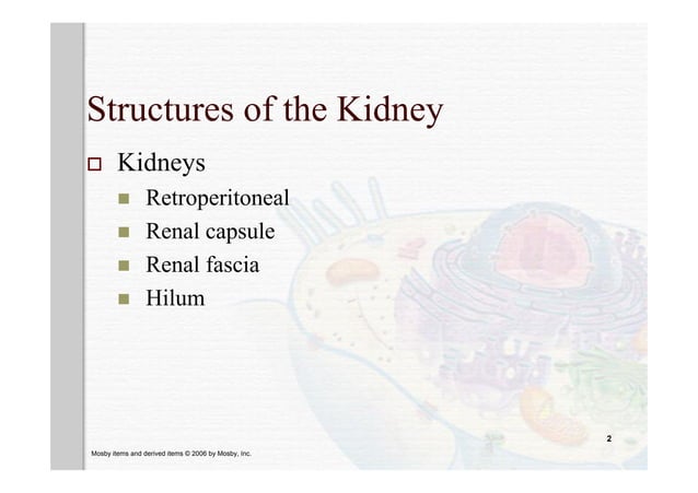 Review Anatomy And Physiology Kidney | PPT