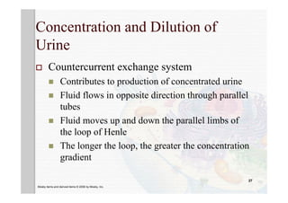 Review Anatomy And Physiology Kidney | PDF | Endocrine and Metabolic ...