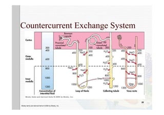 Review Anatomy And Physiology Kidney | PDF | Endocrine and Metabolic ...