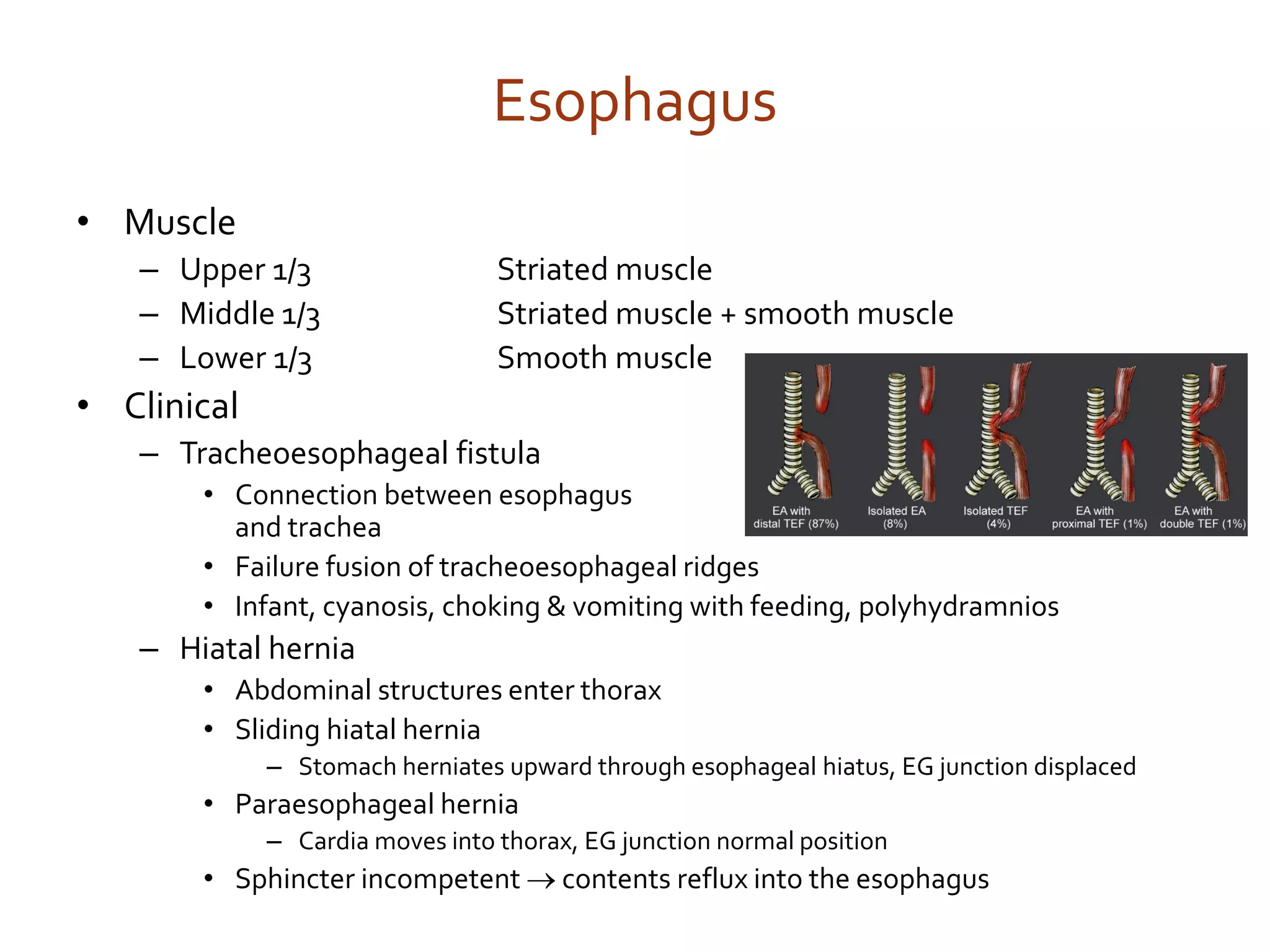 USMLE step 1 Review Anatomy of Gastrointestinal System 2018 | PDF