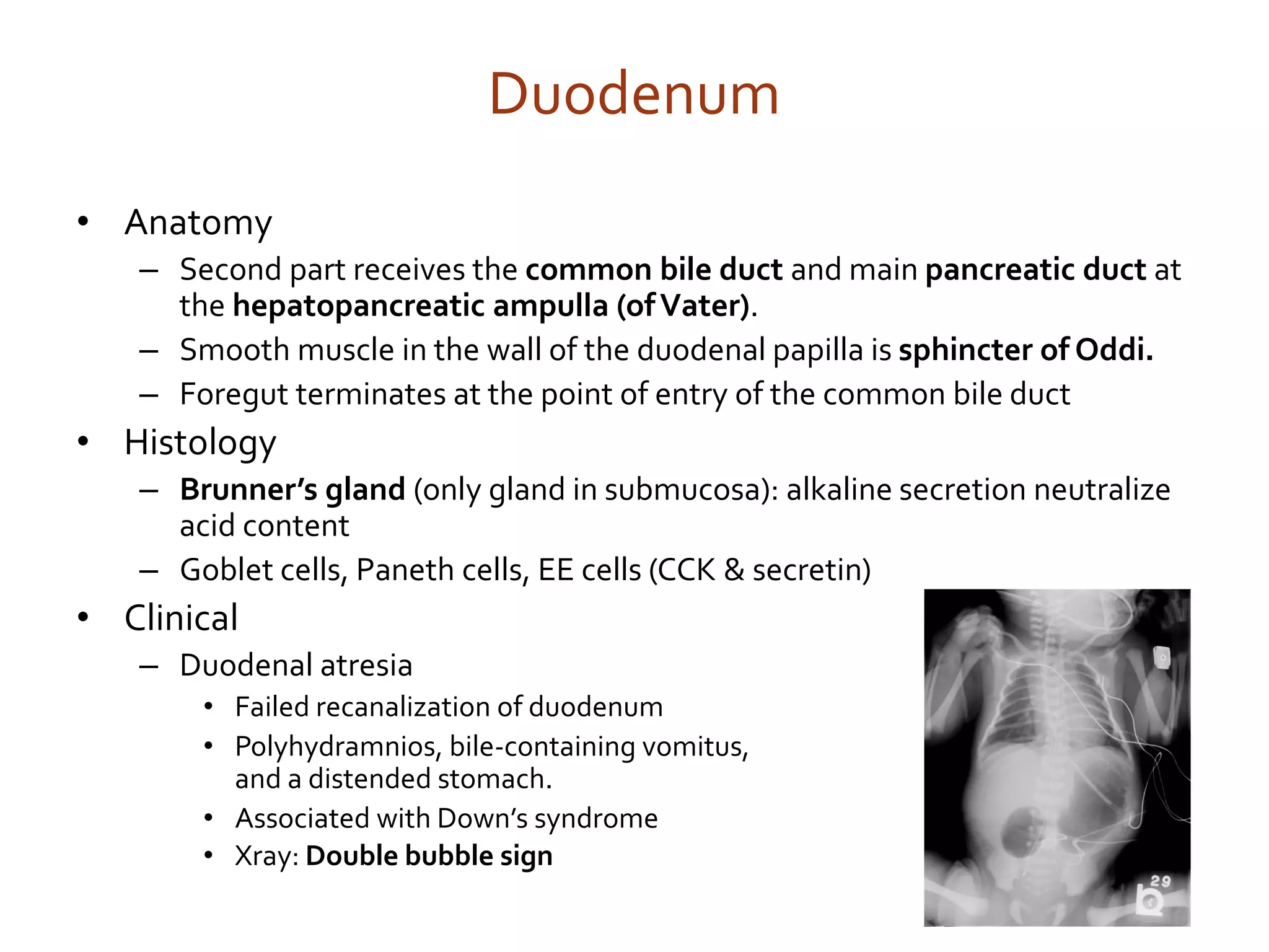 USMLE step 1 Review Anatomy of Gastrointestinal System 2018 | PDF