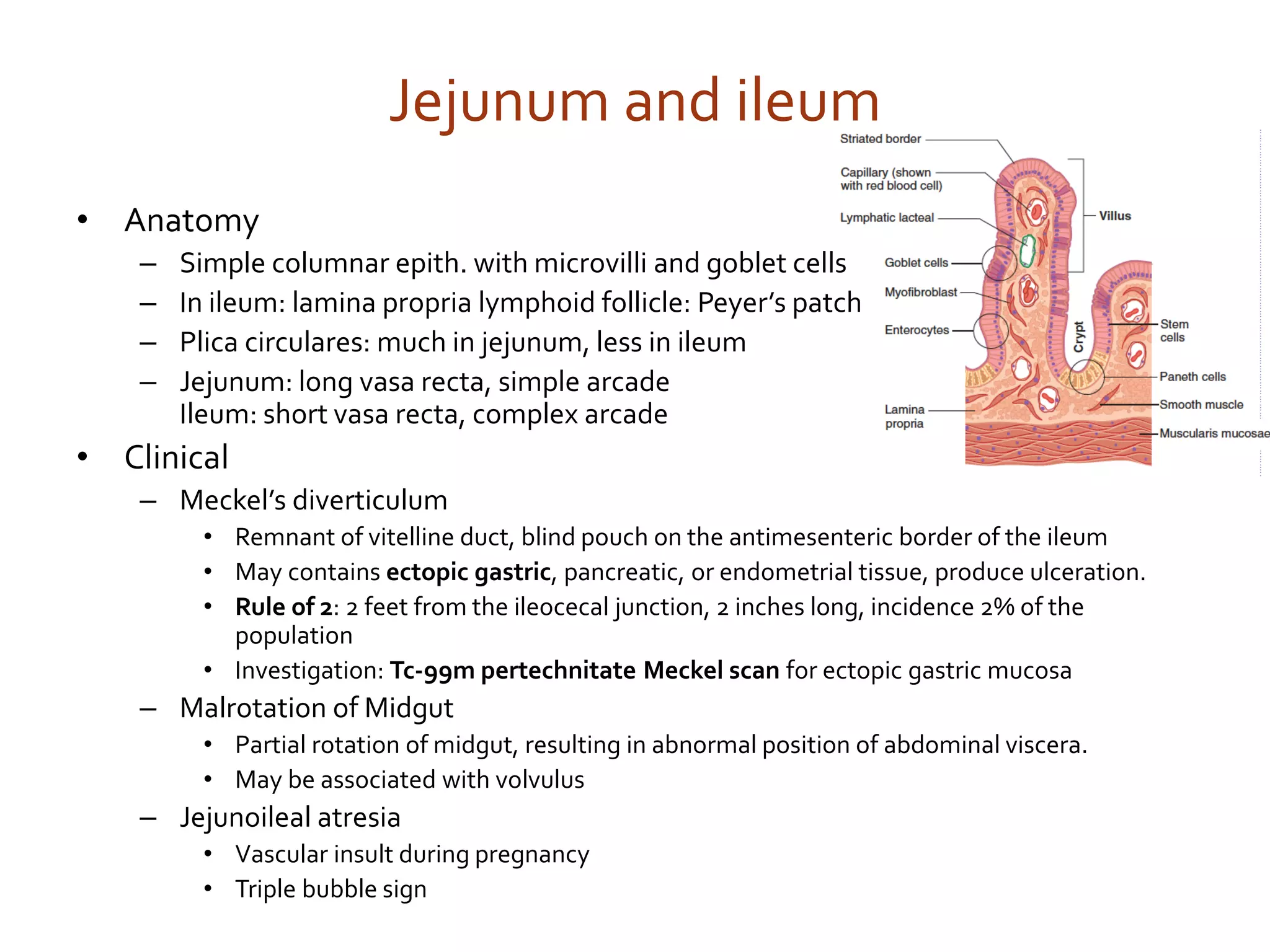 USMLE step 1 Review Anatomy of Gastrointestinal System 2018 | PDF