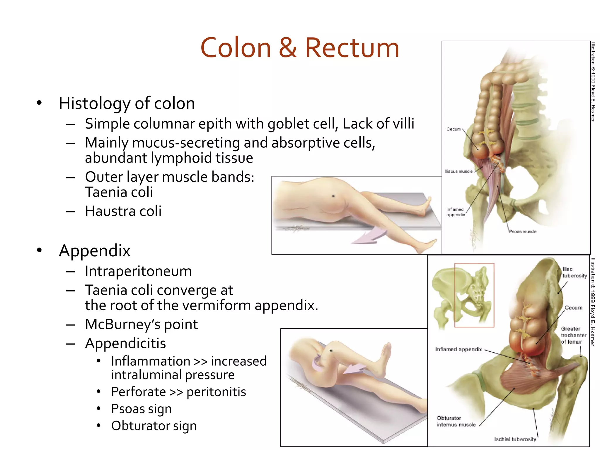 USMLE step 1 Review Anatomy of Gastrointestinal System 2018 | PDF