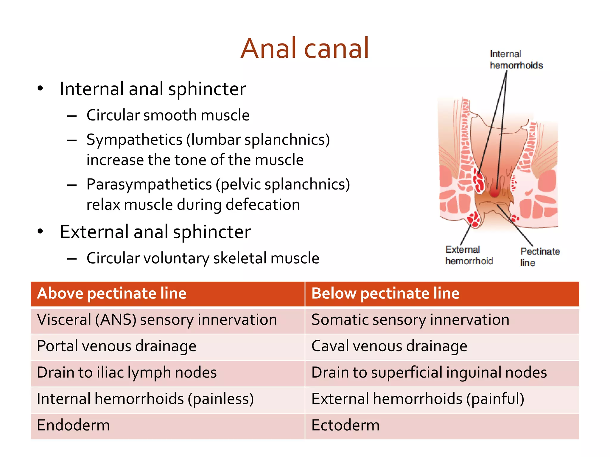 USMLE step 1 Review Anatomy of Gastrointestinal System 2018 | PDF