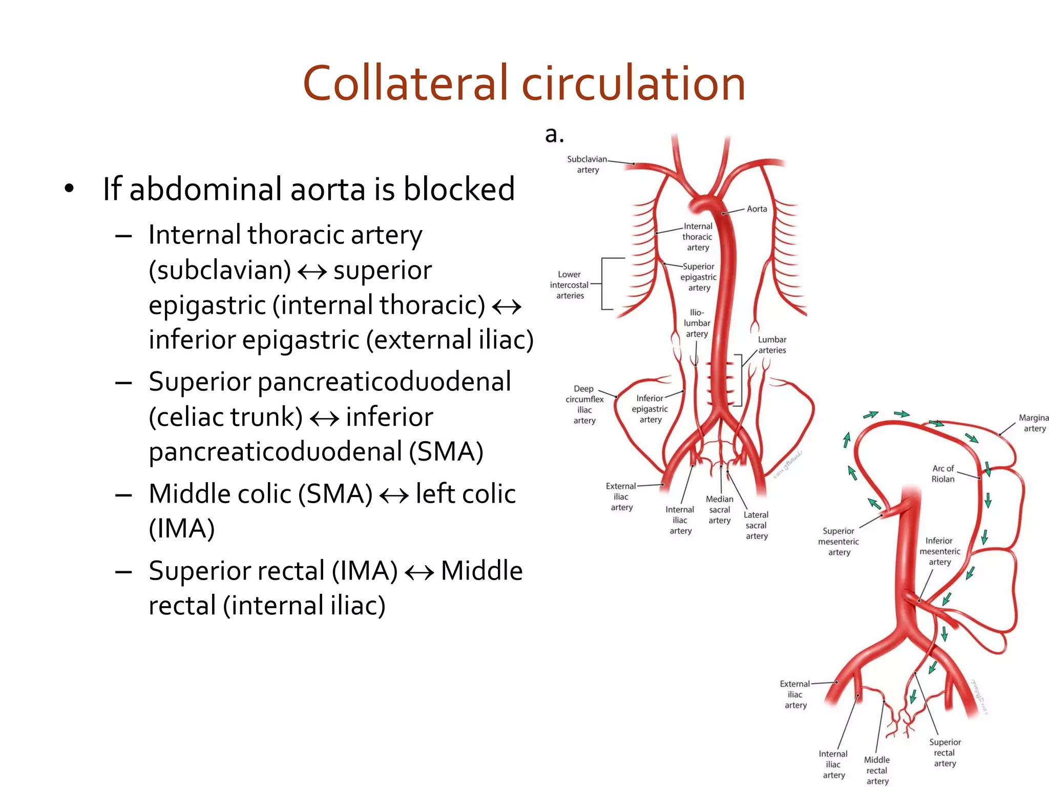 USMLE step 1 Review Anatomy of Gastrointestinal System 2018 | PDF