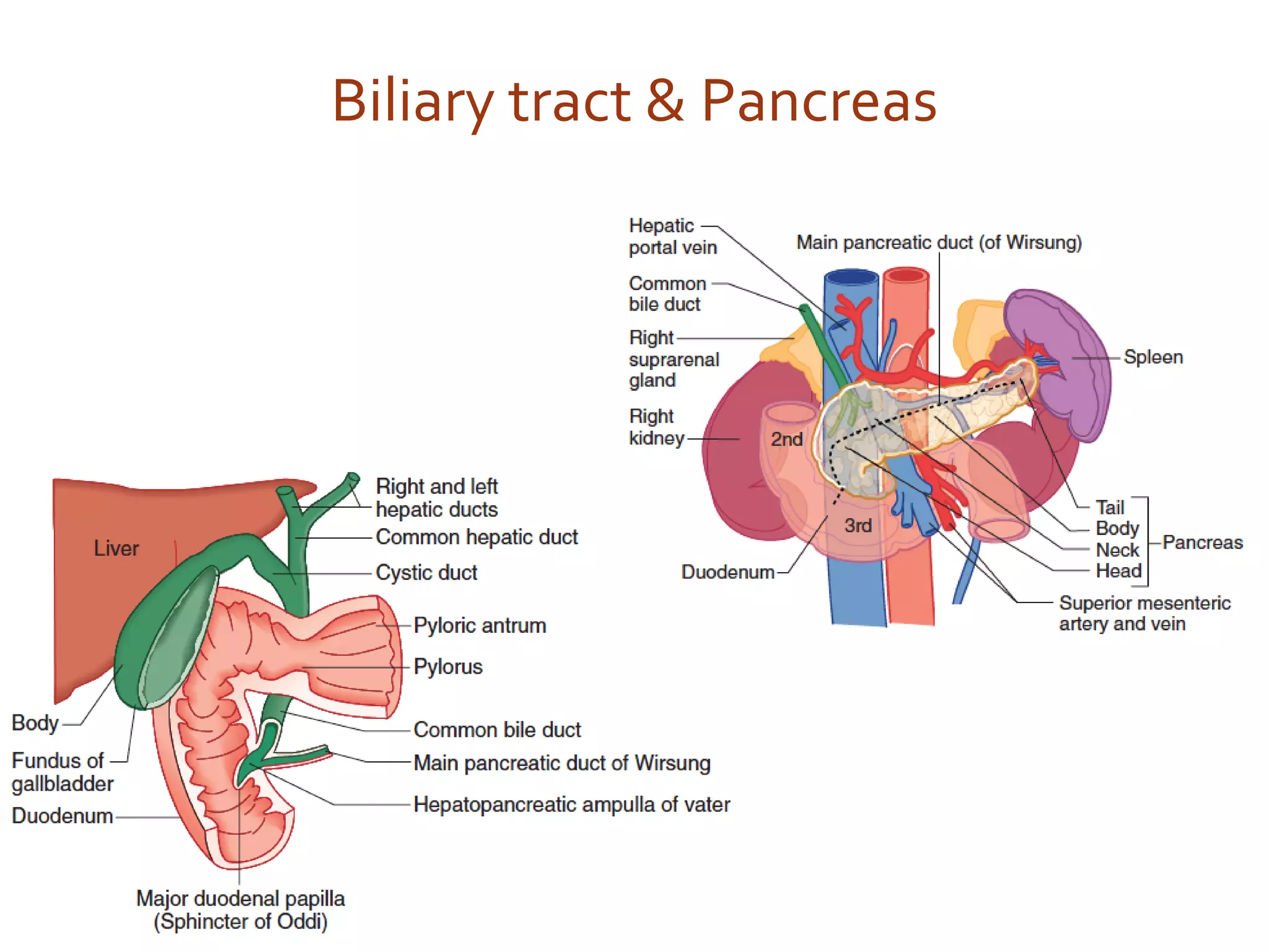 USMLE step 1 Review Anatomy of Gastrointestinal System 2018 | PDF