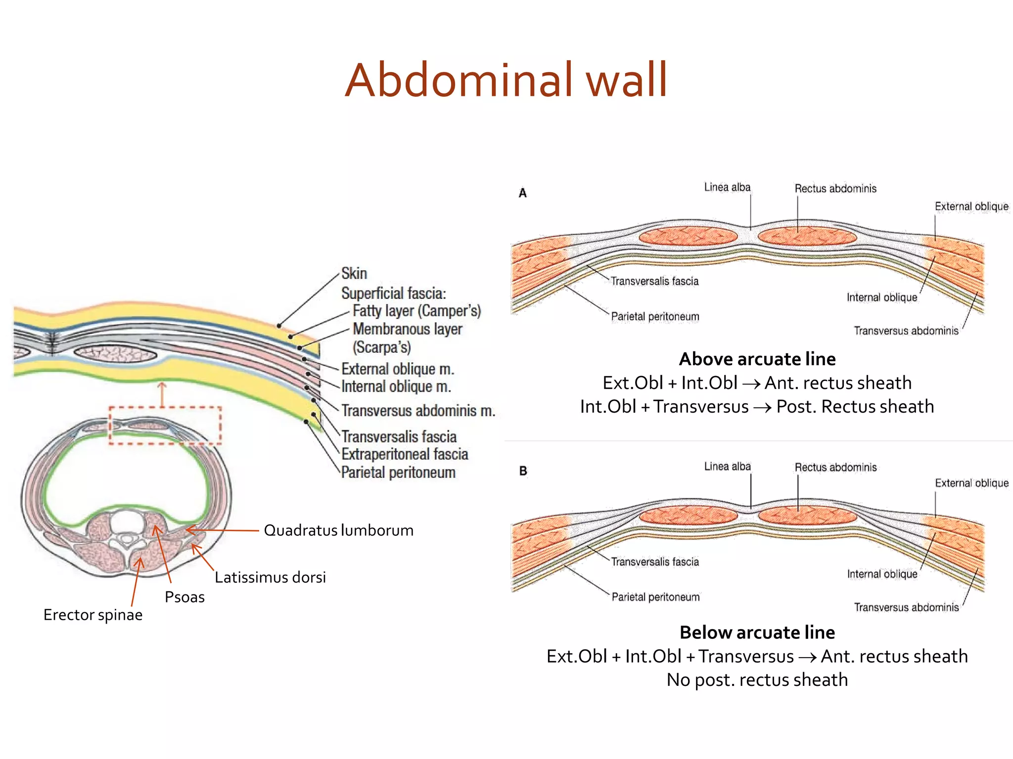 USMLE step 1 Review Anatomy of Gastrointestinal System 2018 | PDF