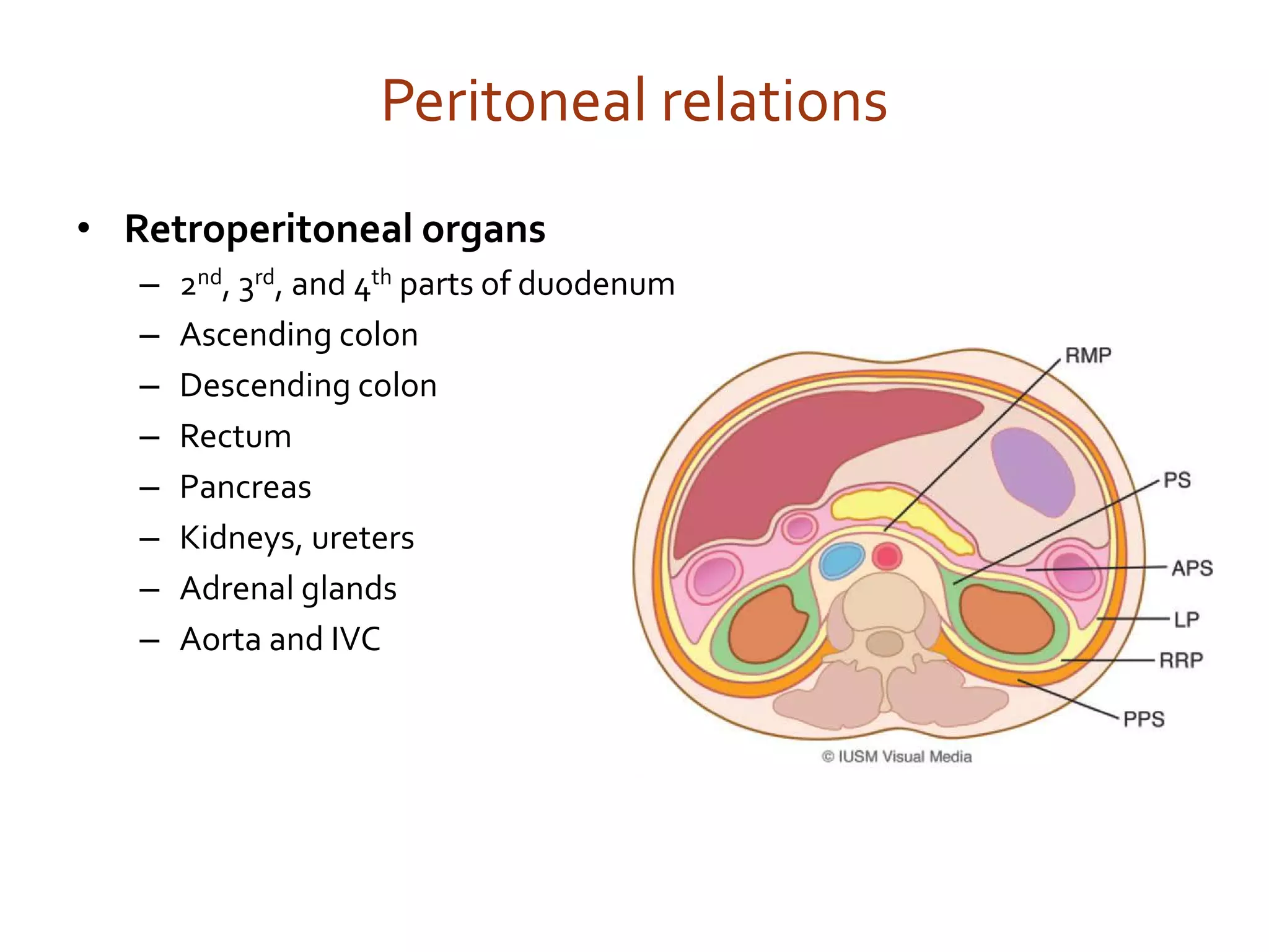 USMLE step 1 Review Anatomy of Gastrointestinal System 2018 | PDF