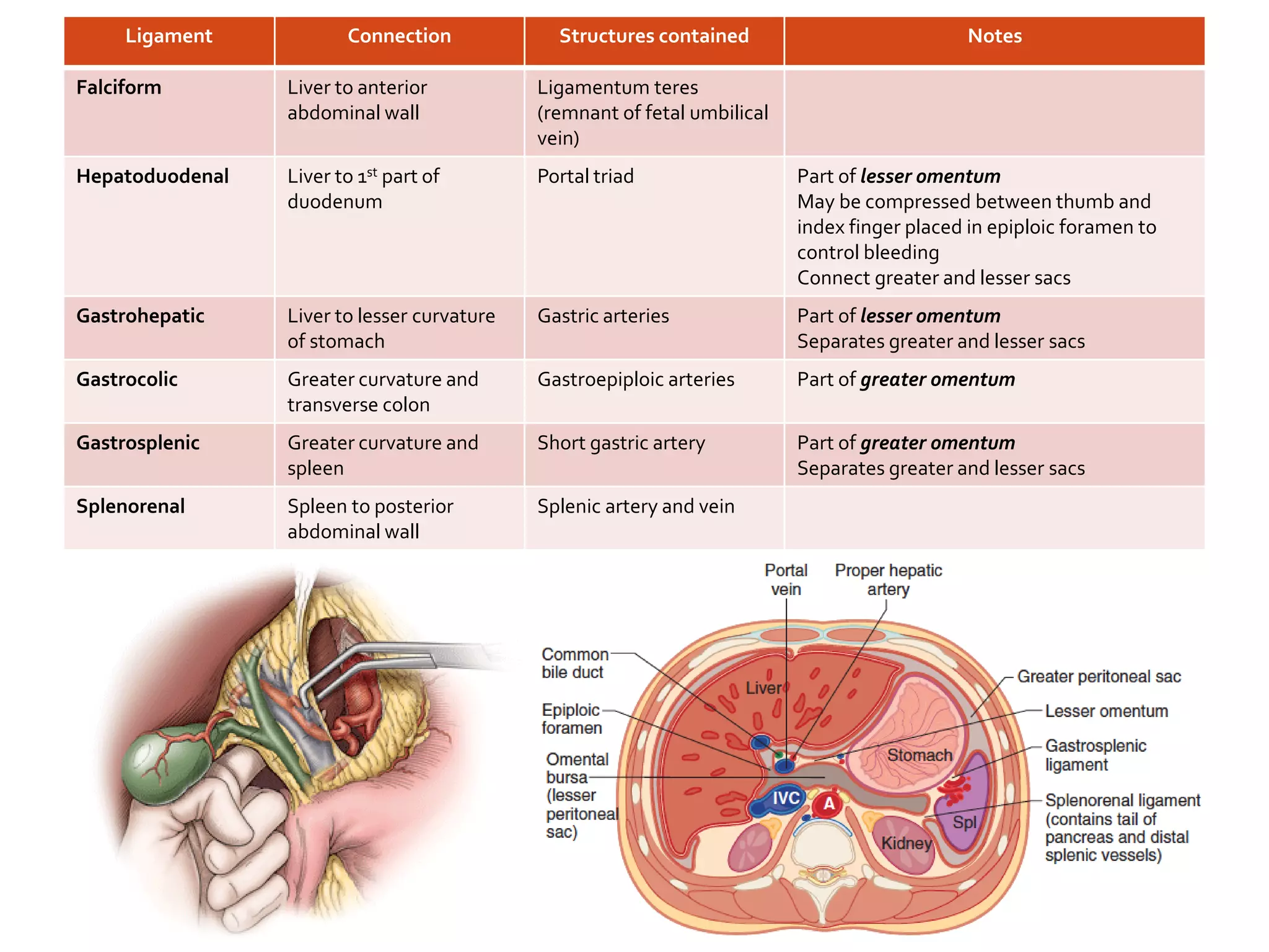 USMLE step 1 Review Anatomy of Gastrointestinal System 2018 | PDF