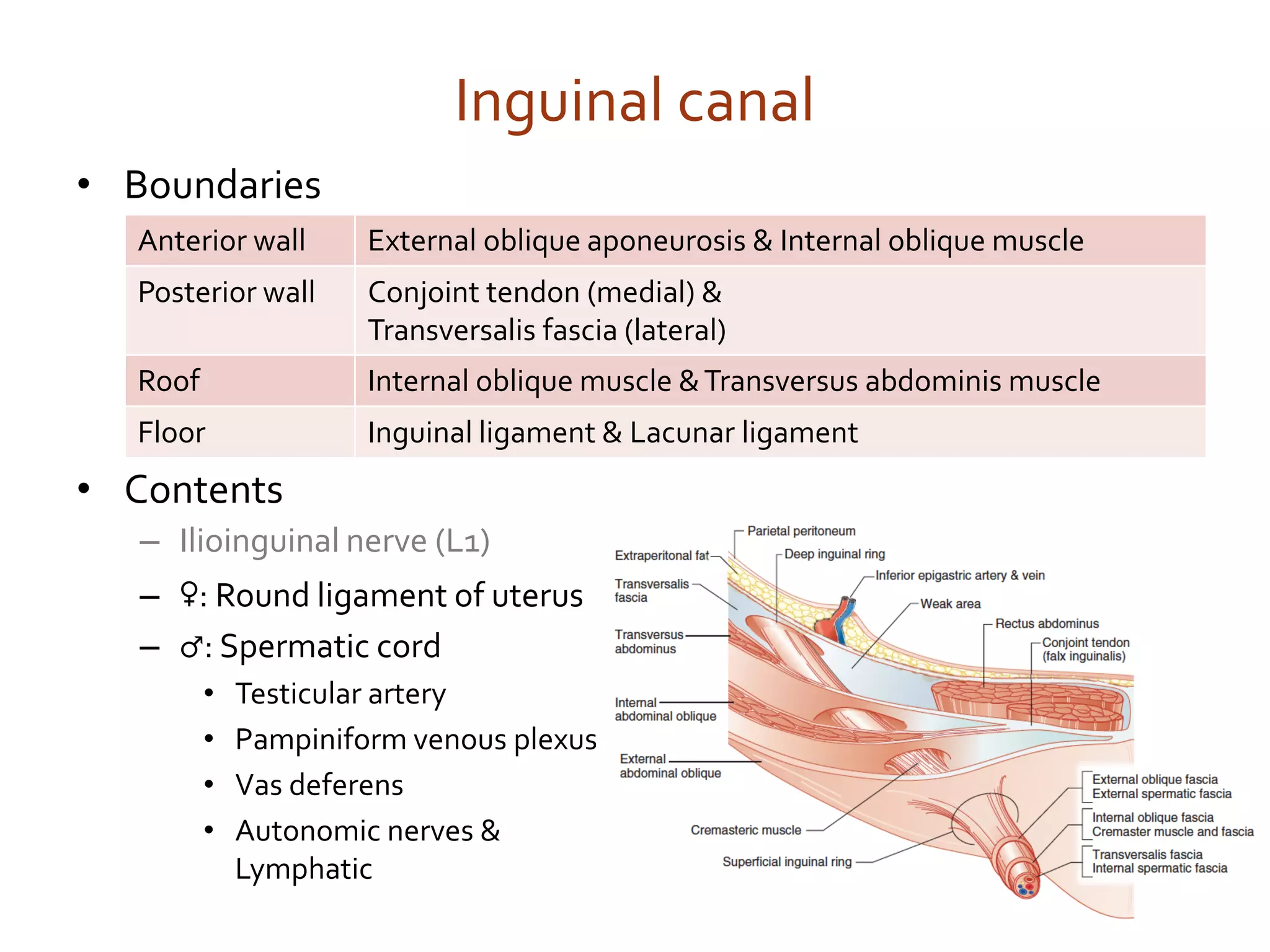 USMLE step 1 Review Anatomy of Gastrointestinal System 2018 | PDF
