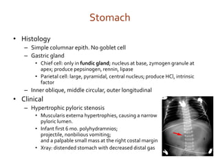 USMLE step 1 Review Anatomy of Gastrointestinal System 2018 | PDF