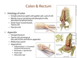USMLE step 1 Review Anatomy of Gastrointestinal System 2018 | PDF