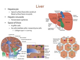 USMLE step 1 Review Anatomy of Gastrointestinal System 2018 | PDF