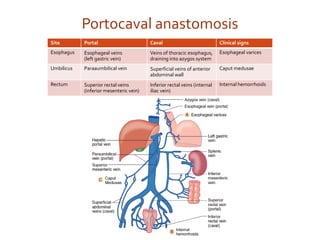 USMLE step 1 Review Anatomy of Gastrointestinal System 2018 | PDF