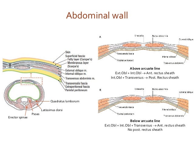 USMLE step 1 Review Anatomy of Gastrointestinal System 2018