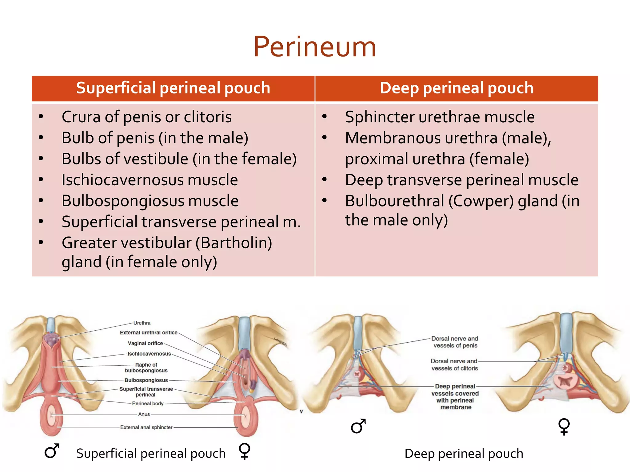 USMLE step 1 Review Anatomy of Reproductive System 2018 | PDF